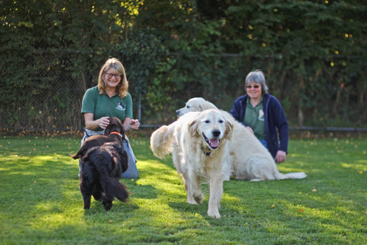 Dog Kennels, in the heart of Surrey • Coles Kennels